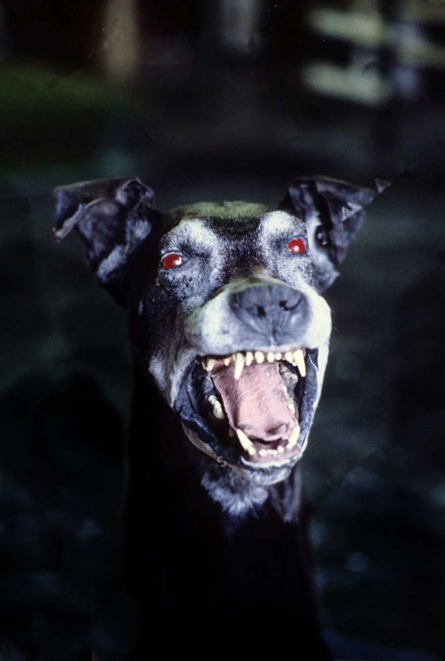 Le Chien des Baskerville